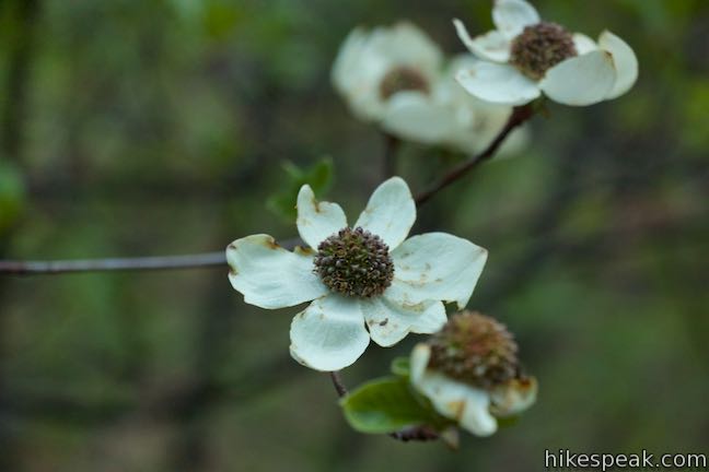 Bull Buck Tree Trail in Sierra National Forest