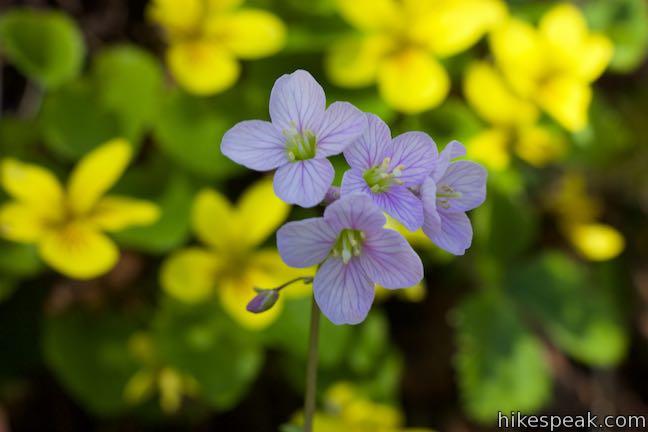 Hamilton Mountain | Beacon Rock SP | Hikespeak.com
