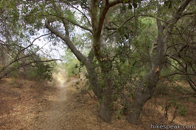 Corbin Canyon Park in the Santa Monica Mountains